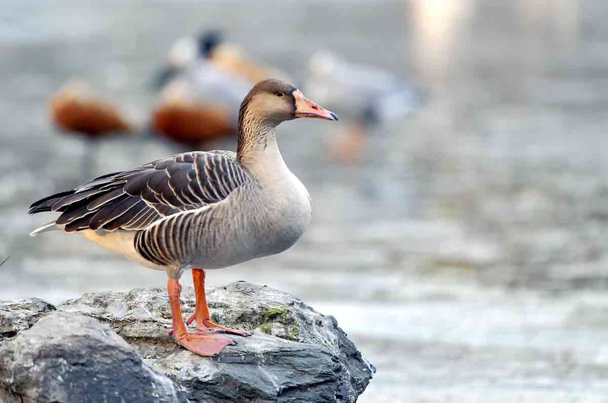 Similes | 10 animal similes | Porównania ze zwierzętami | ELLA
