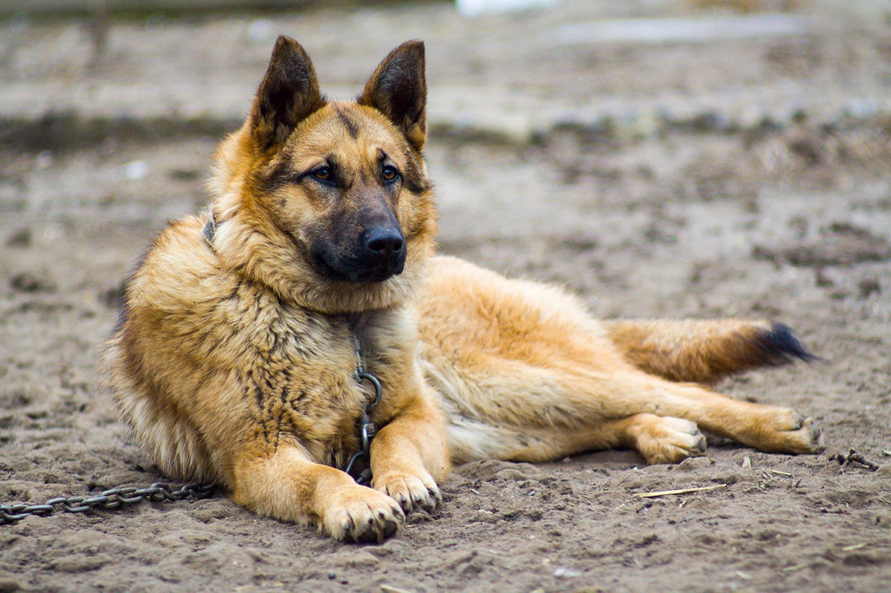 Opis psa po angielsku | przykładowe opisy i słownictwo | ELLA